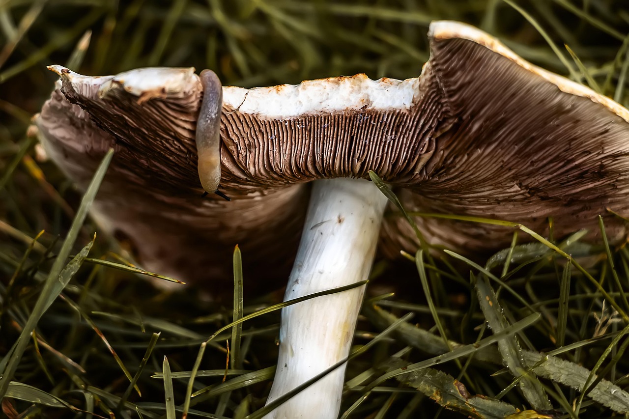 Mashroom Nature Animal - Free photo on Pixabay - Pixabay