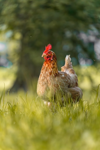 Ayam Jantan Bulu Padang Rumput - Foto gratis di Pixabay - Pixabay