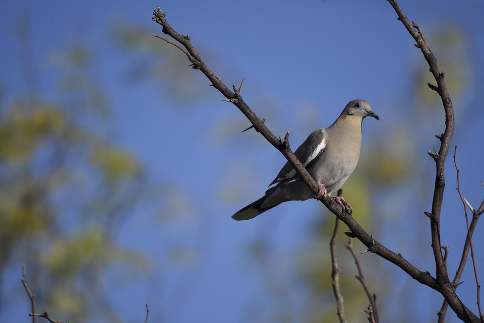 Dove Bird White Wing - Free photo on Pixabay - Pixabay