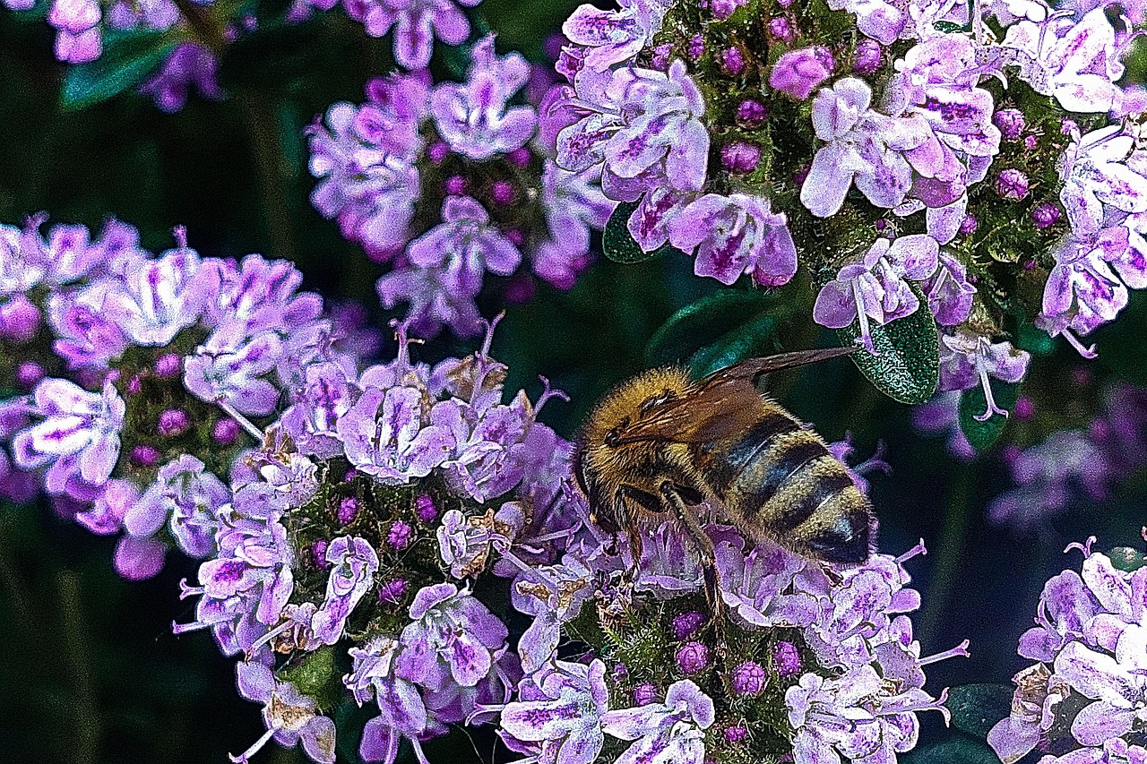 Abeille La Nature Insecte - Photo gratuite sur Pixabay - Pixabay