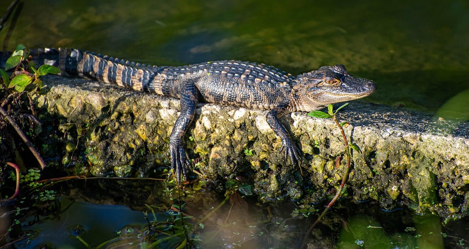 Alligator Animal Nature - Photo gratuite sur Pixabay - Pixabay