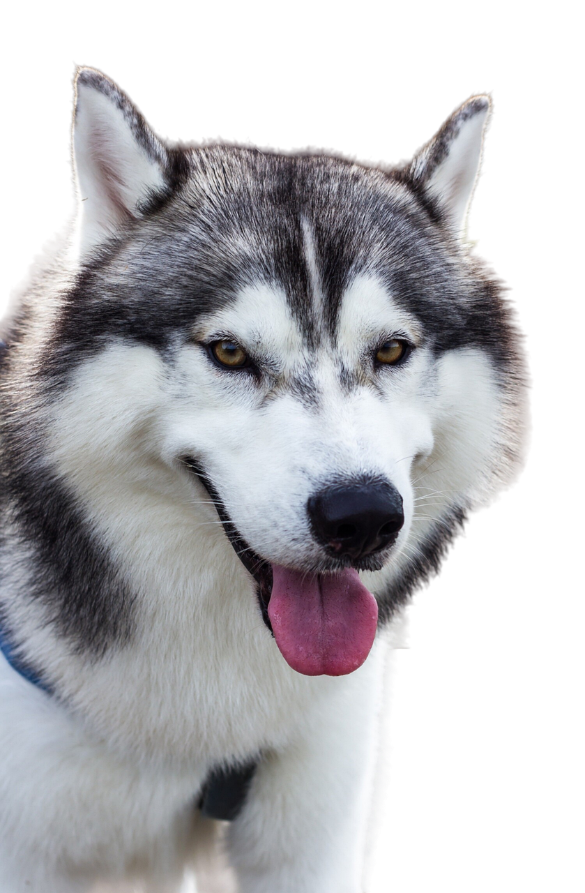 Explore 84,003+ Free Animal Face Illustrations: Download Now - Pixabay