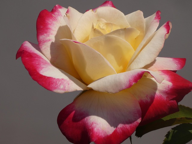 Red And Cream Rose Flower - Free photo on Pixabay - Pixabay