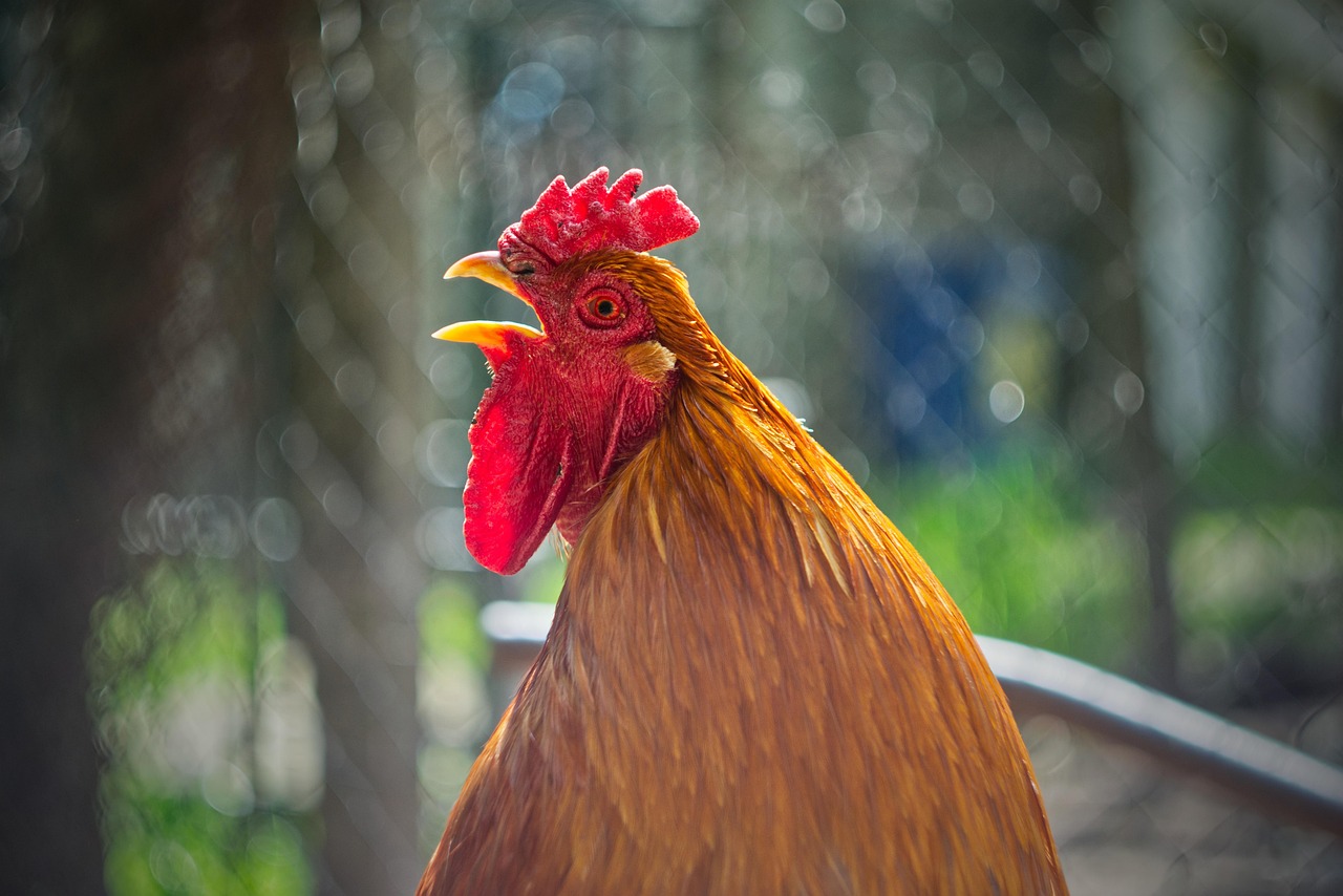 Eurosummercontest Chicken Nature - Free photo on Pixabay