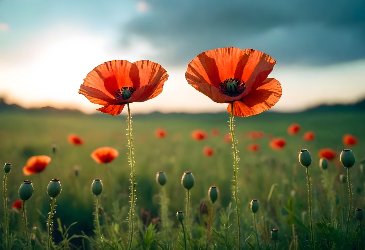 10,000+ Free Vibrant Shockwave & Vibrant Images - Pixabay