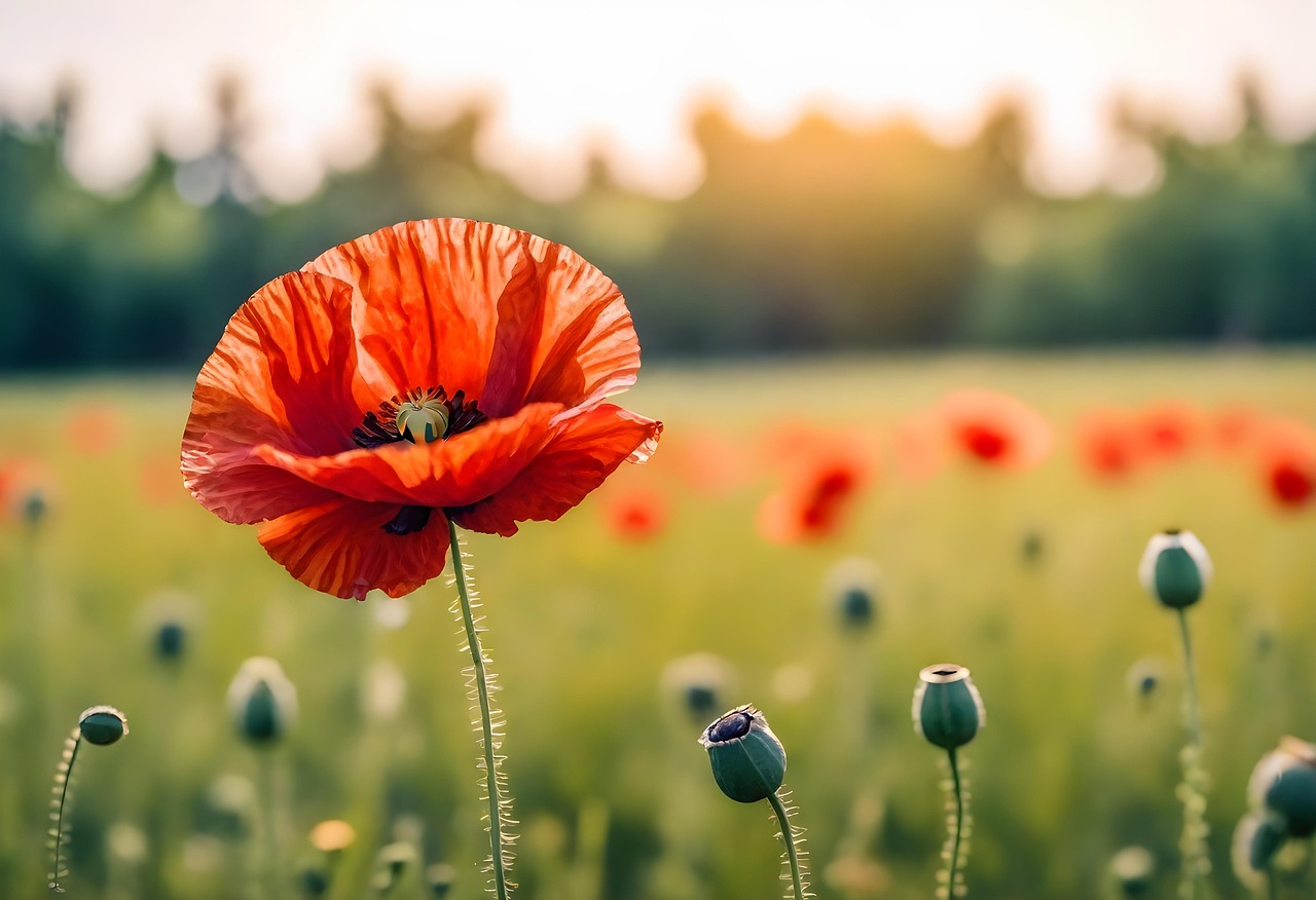 Download Vibrant Red Poppy Flower, Lush Green Field, Nature. Royalty ...