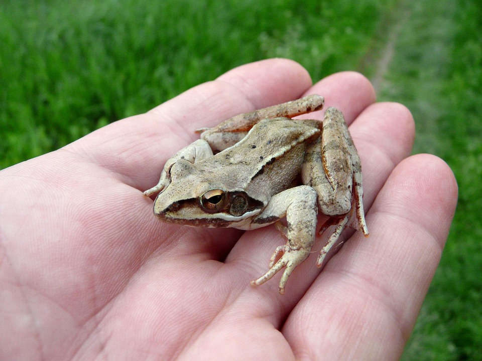 Frog Animal Amphibians - Free photo on Pixabay