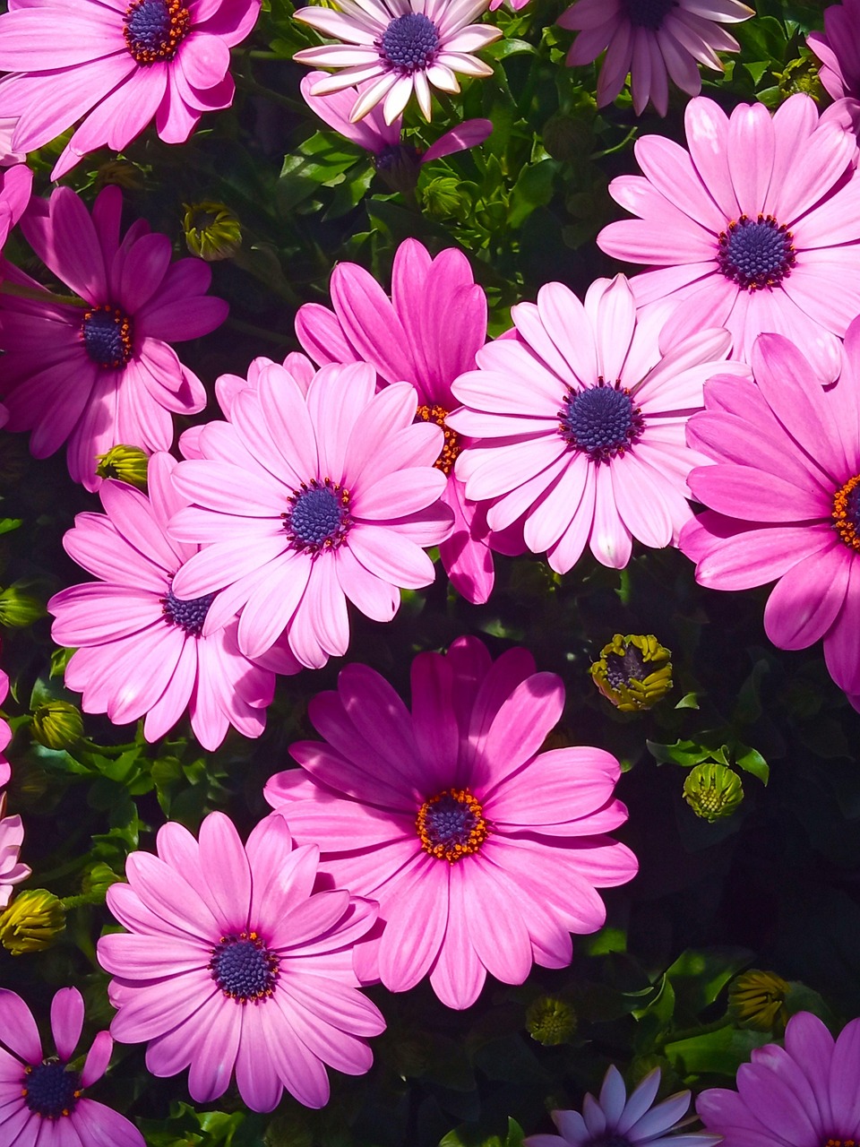 Flores Jardim Pétalas - Foto gratuita no Pixabay - Pixabay