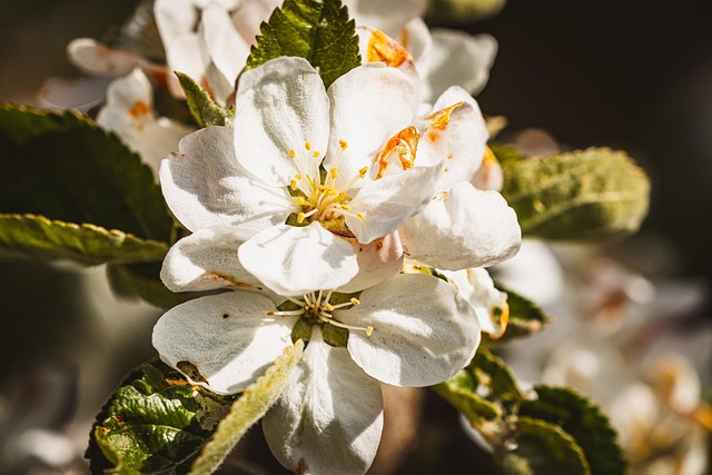 Bunga Pohon Apel Kebun Putih - Foto gratis di Pixabay - Pixabay