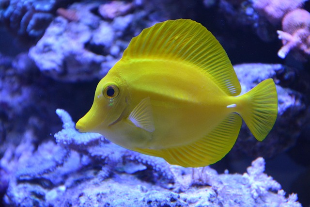 Poisson D'Eau De Mer Zebrasoma - Photo gratuite sur Pixabay - Pixabay