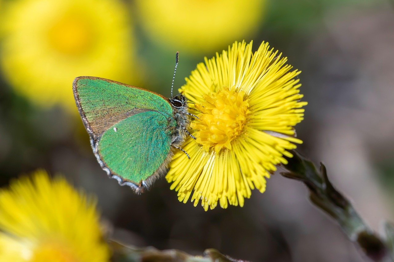 Insect Animal Beautiful - Free photo on Pixabay - Pixabay