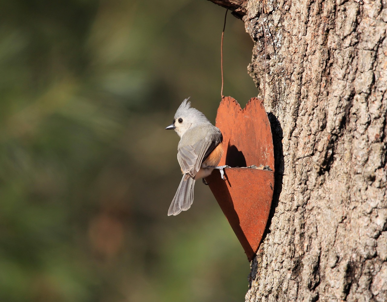 Titmouse Bird Hd Wallpaper Animals, Birds, Titmouse, Leaves Wallpapers