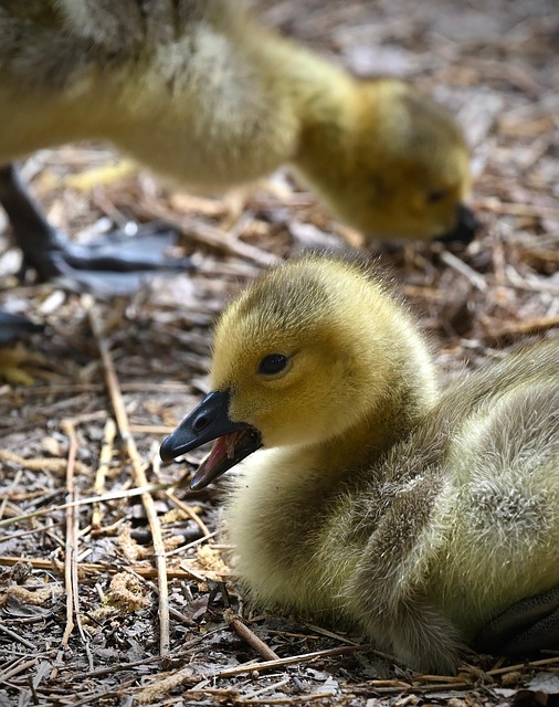 Canada Goose Bird Gosling - Free photo on Pixabay - Pixabay