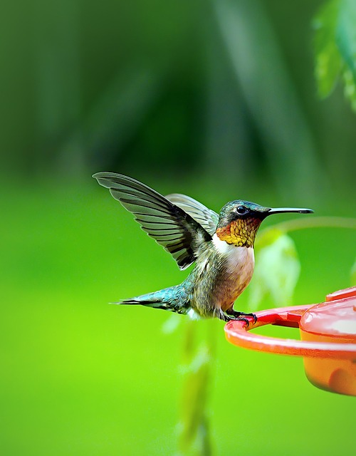 Beija Flor Natureza Natural - Foto gratuita no Pixabay - Pixabay