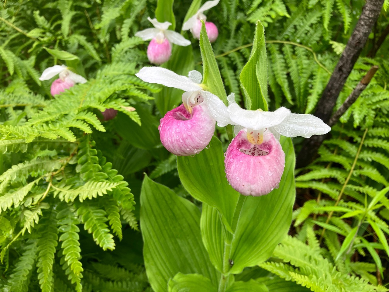 Showy Lady Slipper Vermont - Free photo on Pixabay - Pixabay