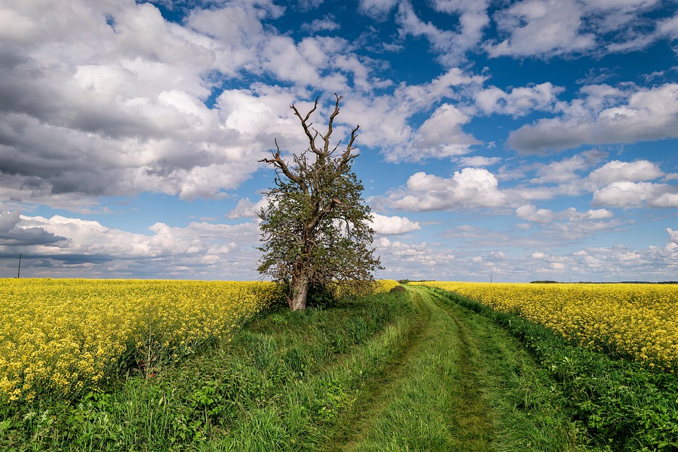 Path Tree - Free photo on Pixabay
