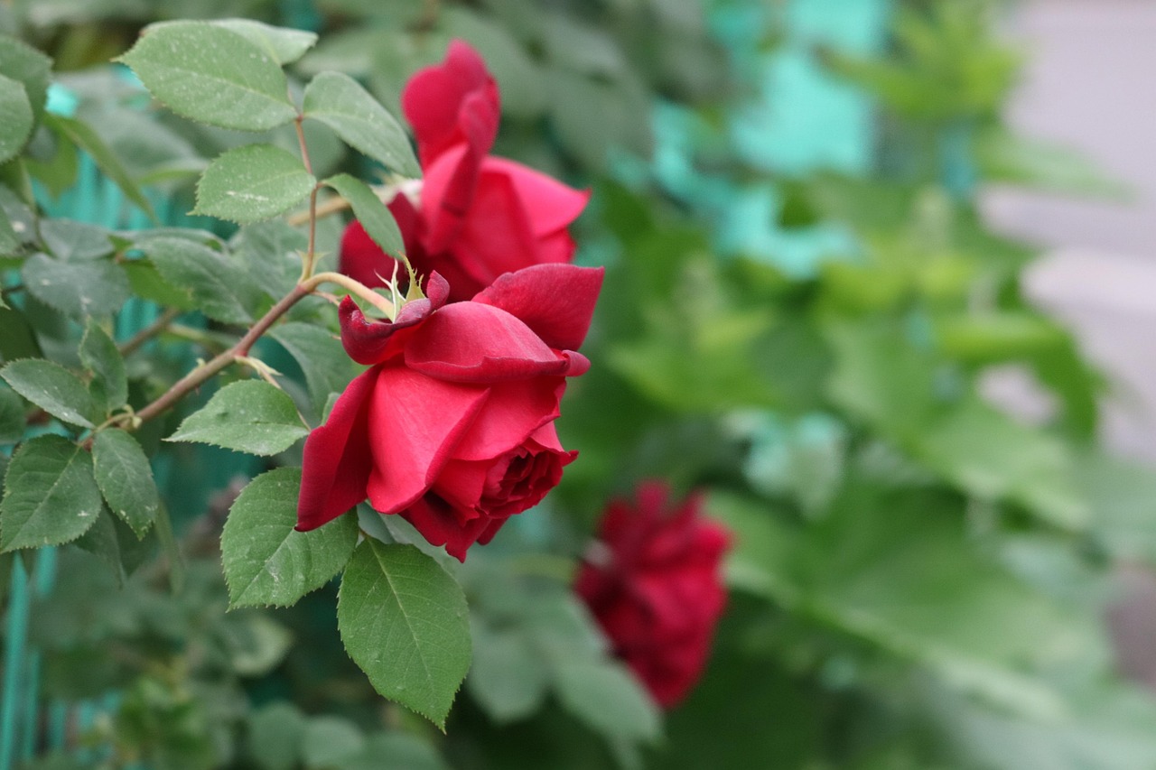 Rose - Photo gratuite sur Pixabay - Pixabay