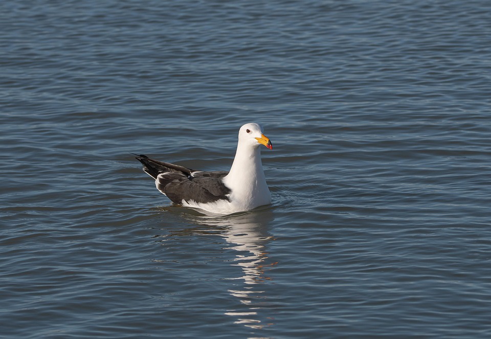 Seagull Sea Nature - Free photo on Pixabay - Pixabay