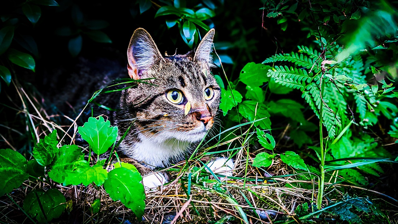 Gato Animal Natureza Bicho De - Foto gratuita no Pixabay