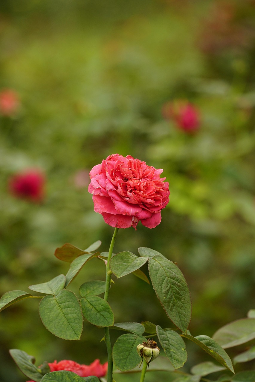 Roses Floral Natural - Free photo on Pixabay - Pixabay