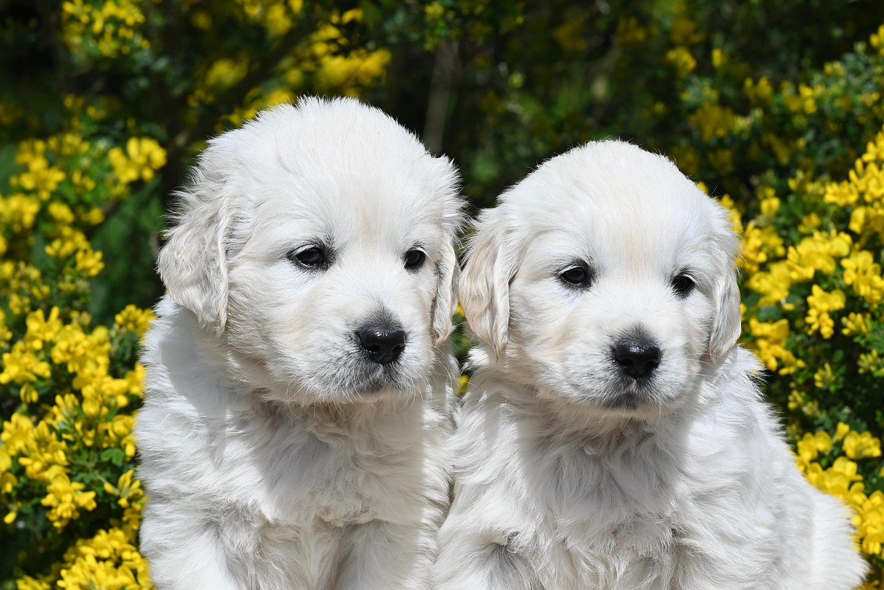 Potret Hewan Anak Anjing Golden - Foto gratis di Pixabay - Pixabay