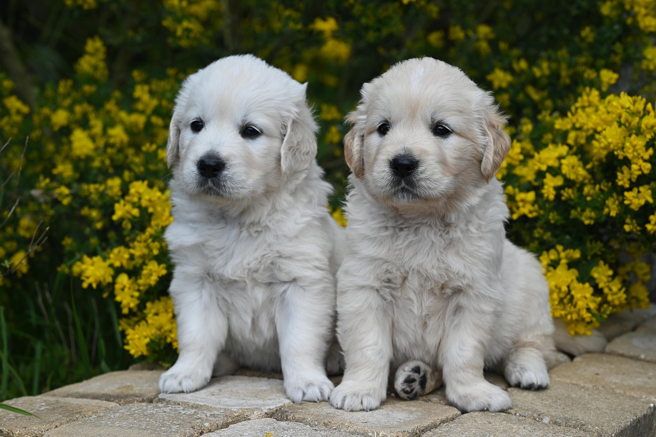 Cachorros Golden Retriever Perros - Foto gratis en Pixabay - Pixabay