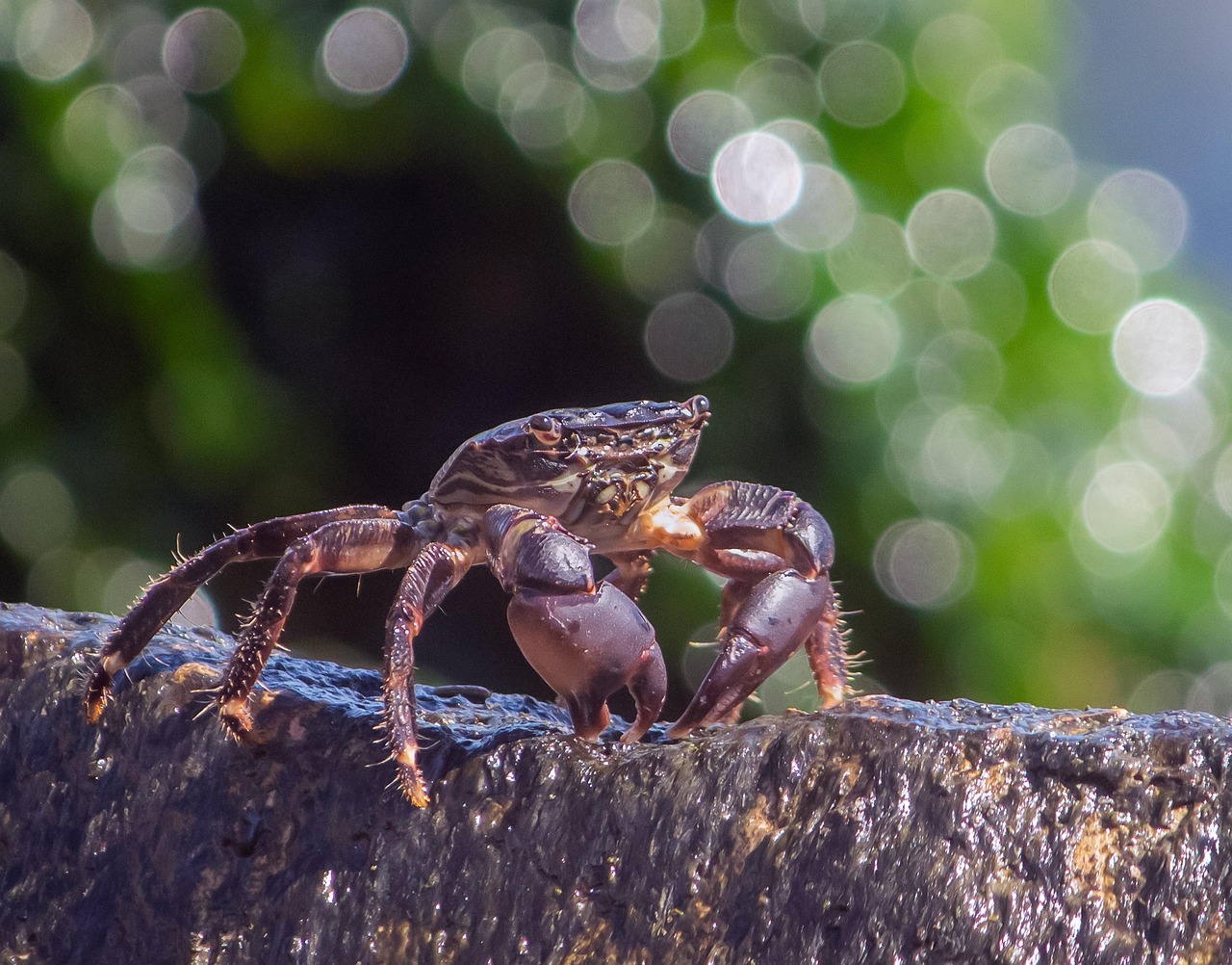 Crabe Nature Animal - Photo gratuite sur Pixabay - Pixabay