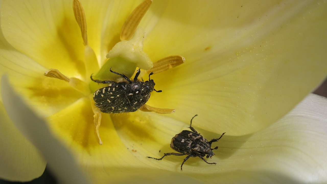 悲伤的玫瑰甲虫 蚜虫 甲虫 - Pixabay上的免费照片 - Pixabay