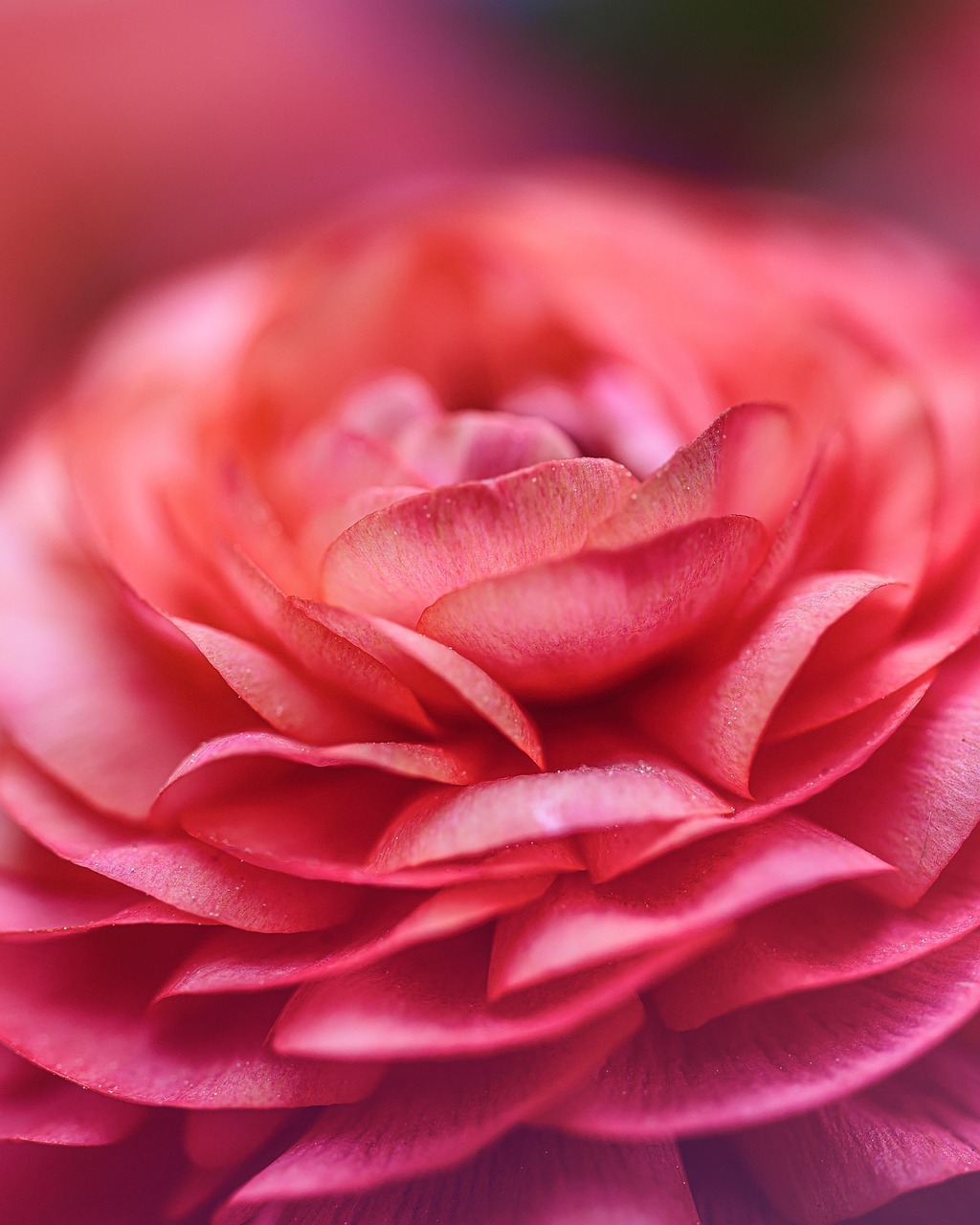 Dahlia Bunga Mekar - Foto gratis di Pixabay - Pixabay