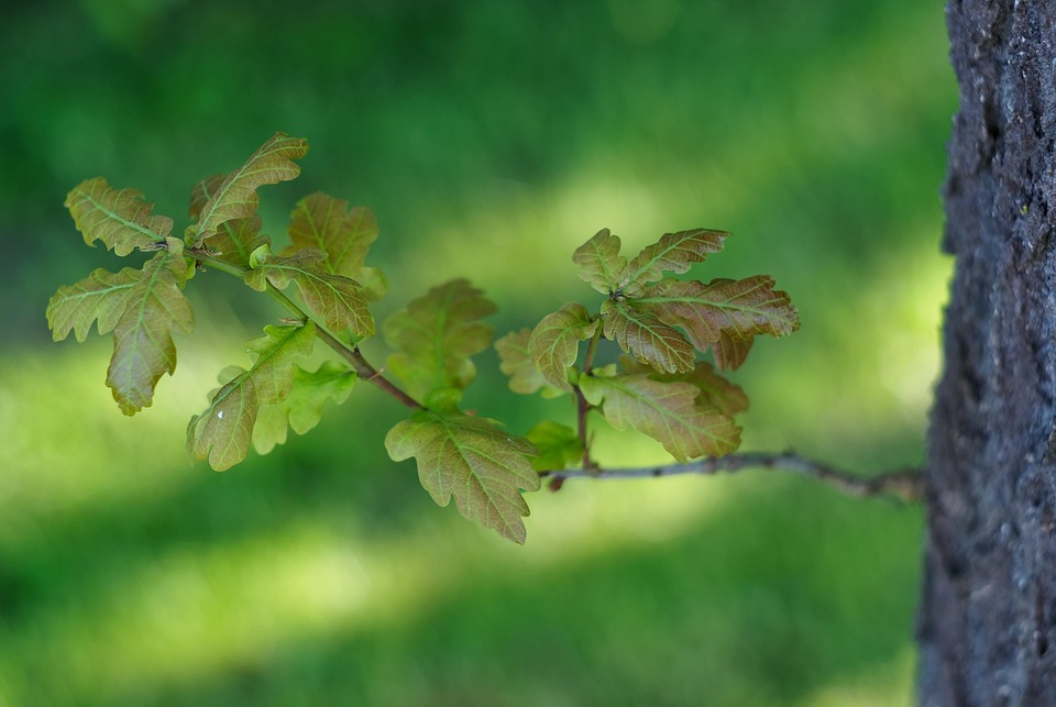 Ek Pohon Daun Oak Cabang - Foto gratis di Pixabay - Pixabay