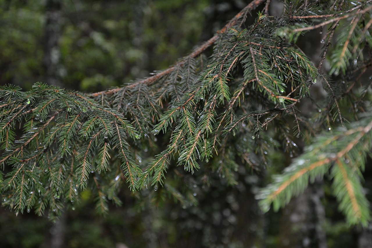 Pine Tree Forest Nature - Free photo on Pixabay - Pixabay