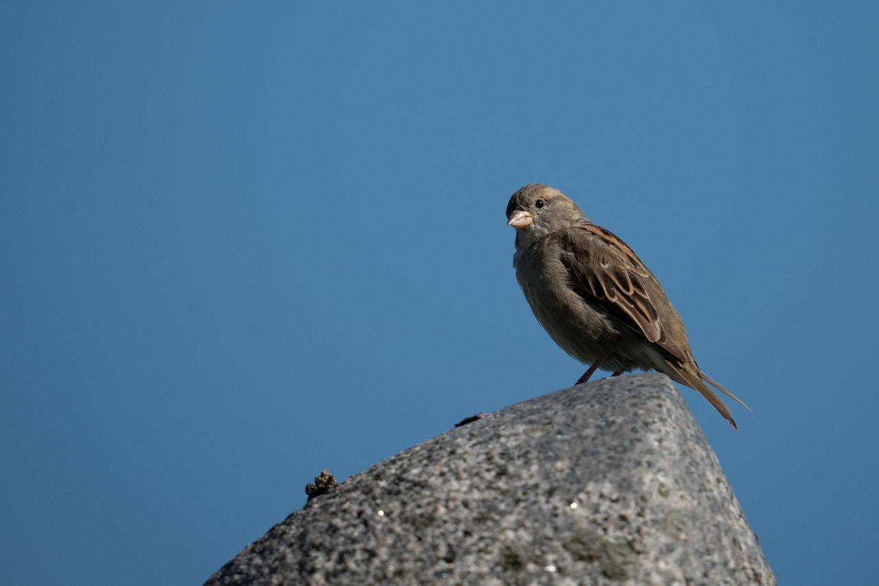 Bird Sparrow House - Free photo on Pixabay - Pixabay
