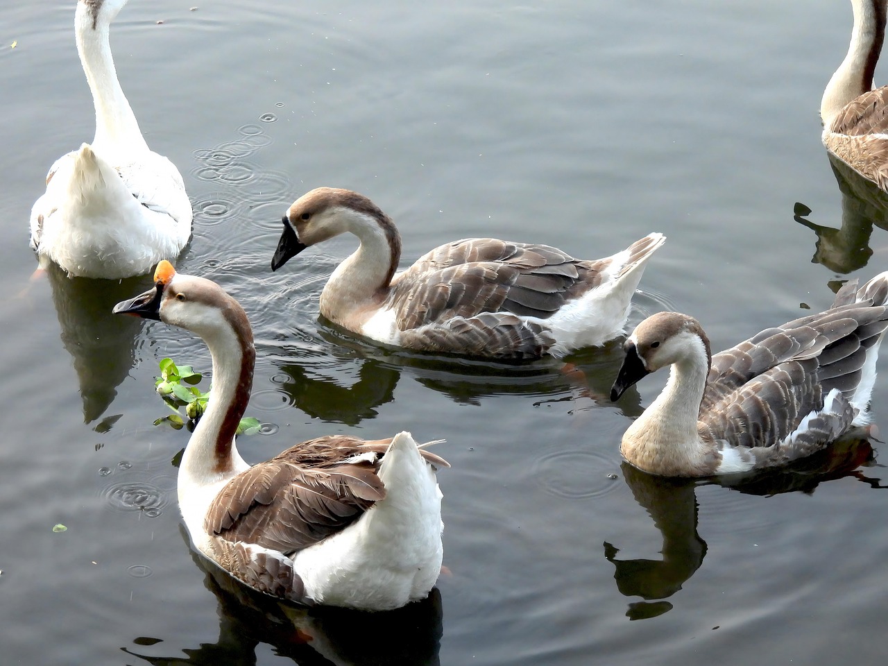 Oie Oies Nature - Photo gratuite sur Pixabay