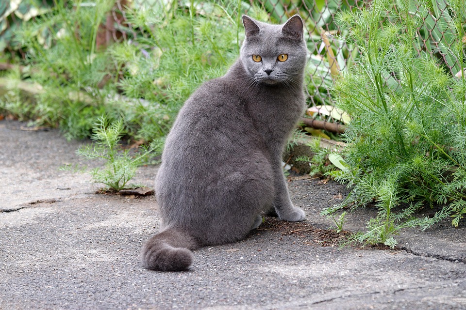 Cat Pet Feline - Free photo on Pixabay
