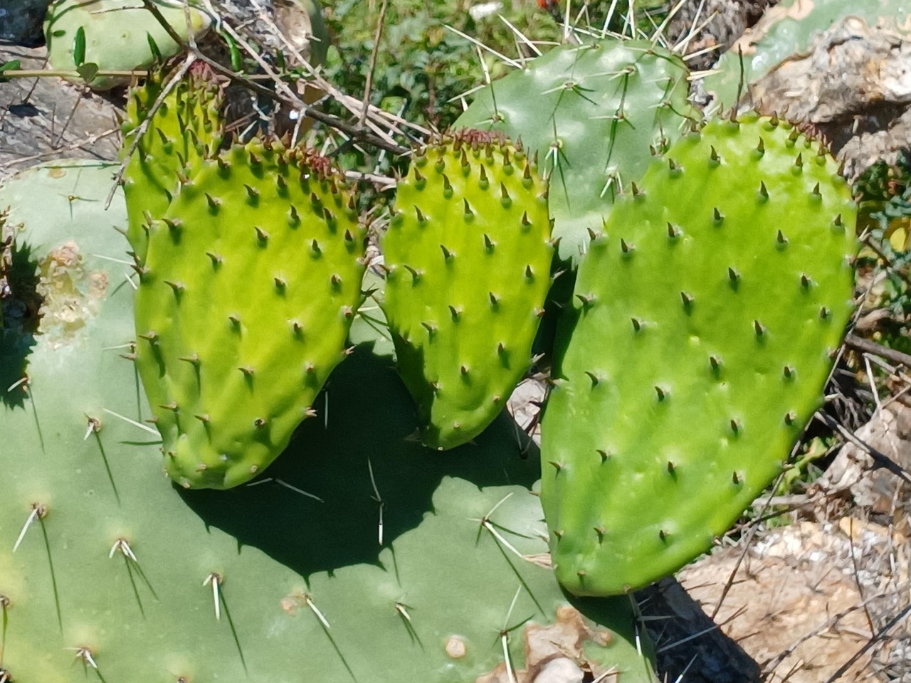 Cactus Nature - Free photo on Pixabay - Pixabay