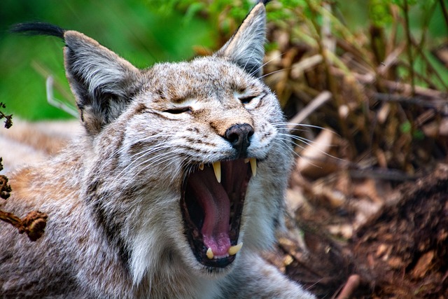 猞猁 动物 野猫 - Pixabay上的免费照片 - Pixabay