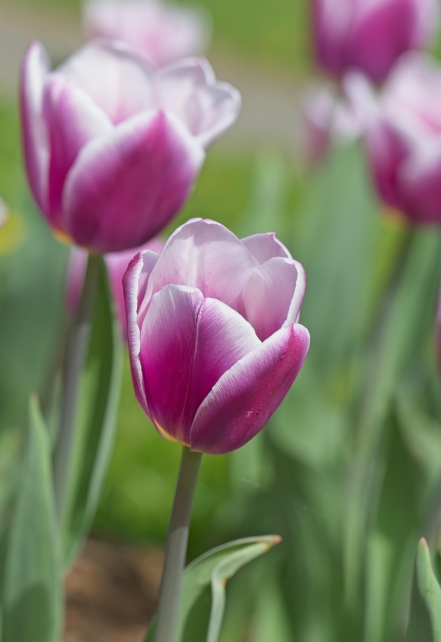 Tulipas Flores Primavera - Foto gratuita no Pixabay - Pixabay