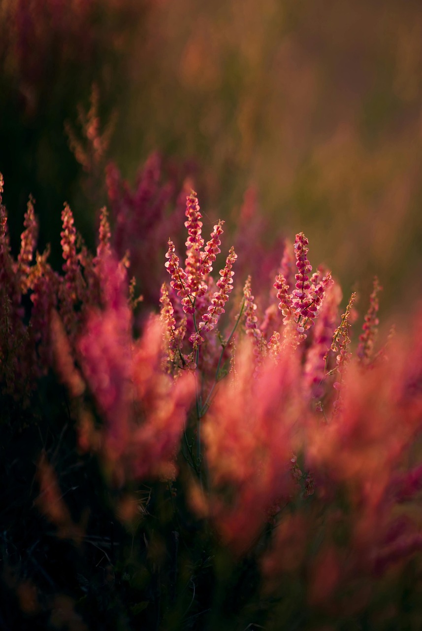 Download Marvellous, Beauty Of Nature, Flowers. Royalty-Free Stock ...