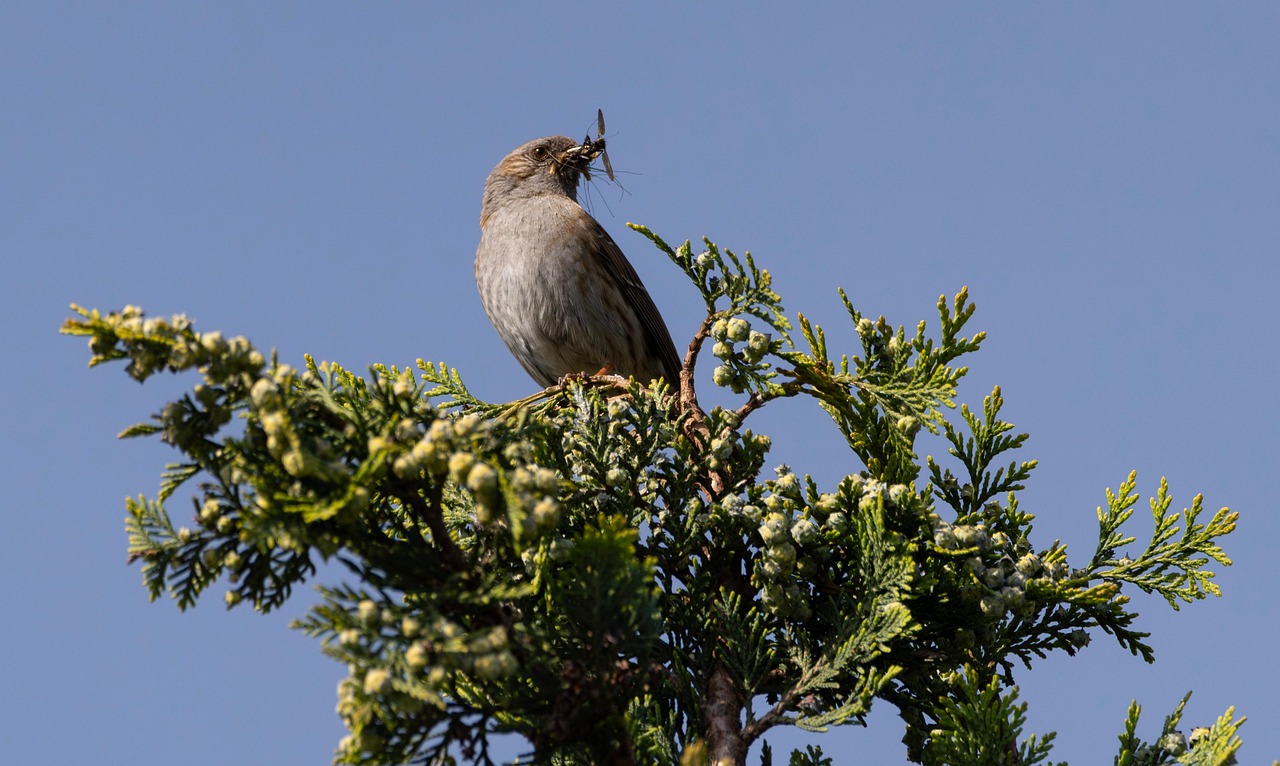 Bird Nature Animal - Free photo on Pixabay - Pixabay