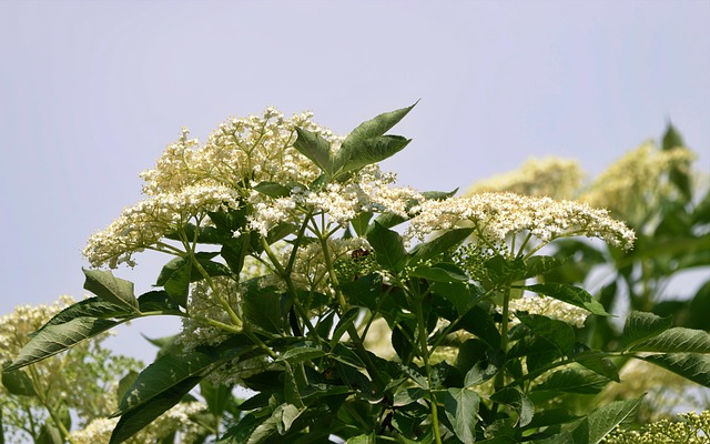 600+ Free Elder & Elderflower Photos - Pixabay