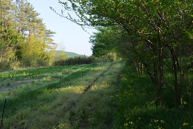 Country Road Path Nature - Free photo on Pixabay - Pixabay