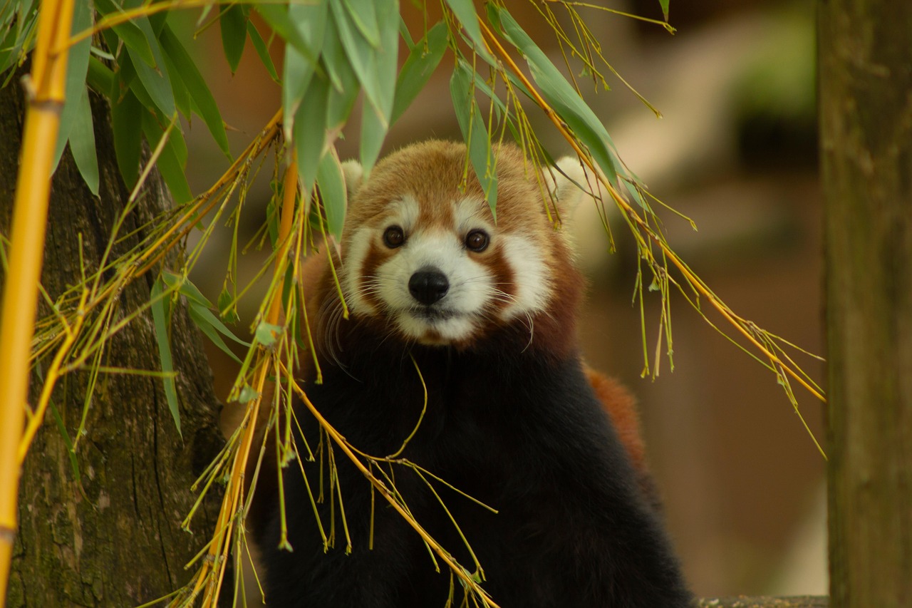 Panda Zoo Animal - Photo gratuite sur Pixabay