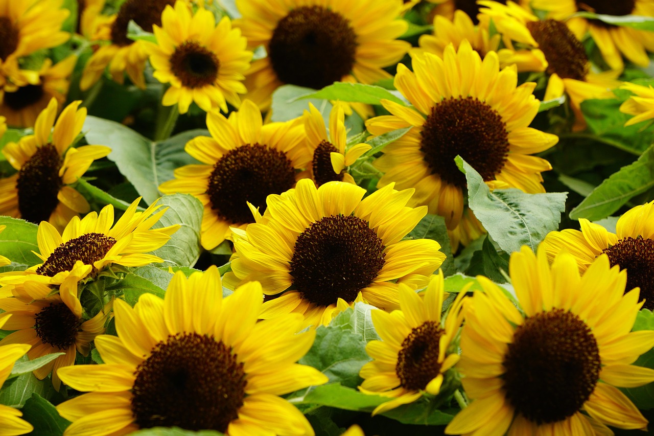Flowers Sunflowers Petals - Free photo on Pixabay - Pixabay