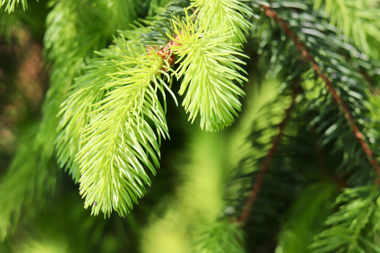 Meer dan 700 gratis afbeeldingen van Dennentakken en Kerstmis - Pixabay