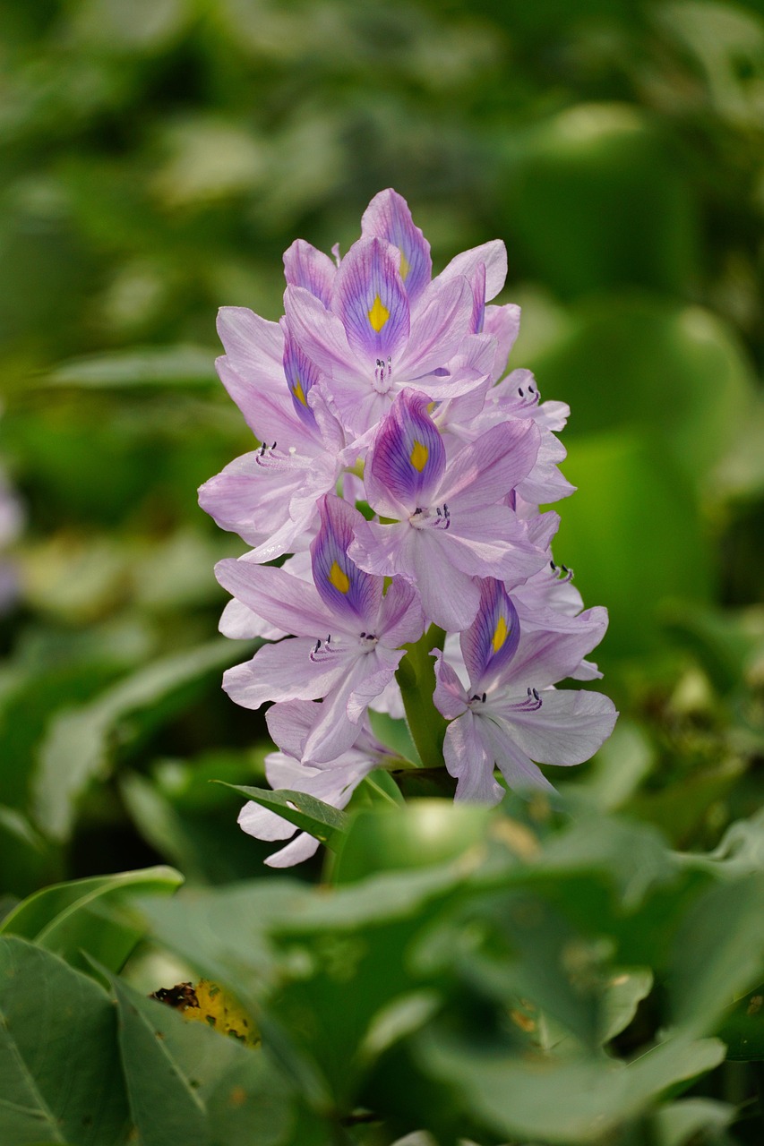 Flower Hyacinth Floral - Free photo on Pixabay - Pixabay