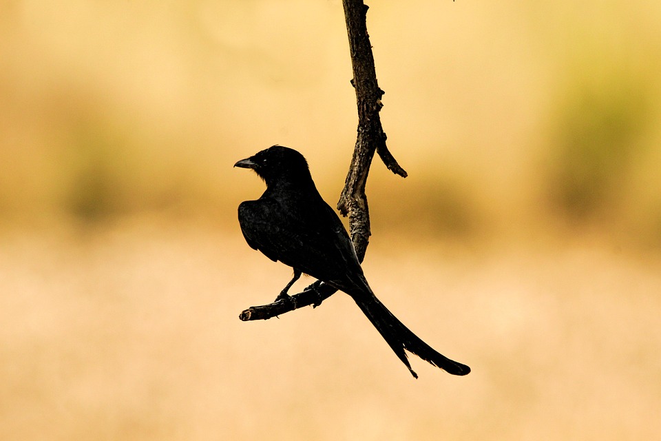 Bird Drongo Wildlife - Free photo on Pixabay - Pixabay