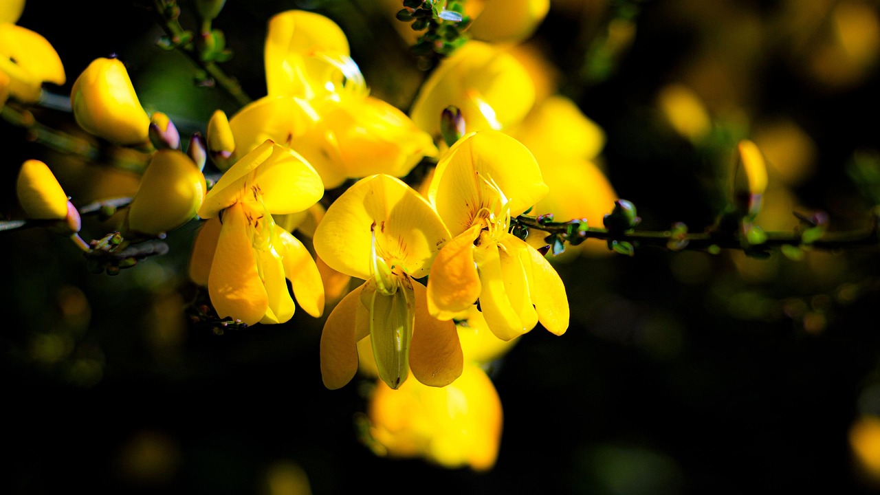 Indian Yellow Saree Genista - Free photo on Pixabay - Pixabay