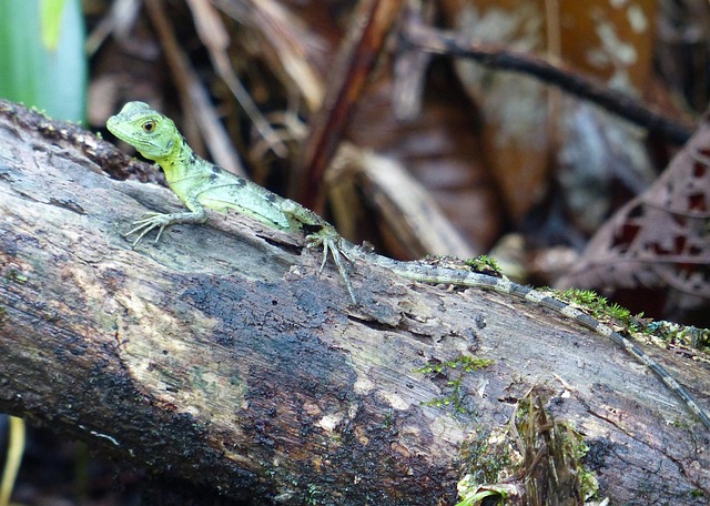 Schlange Reptil Natur - Kostenloses Foto auf Pixabay