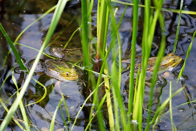 Rana La Nature Amphibiens - Photo gratuite sur Pixabay - Pixabay