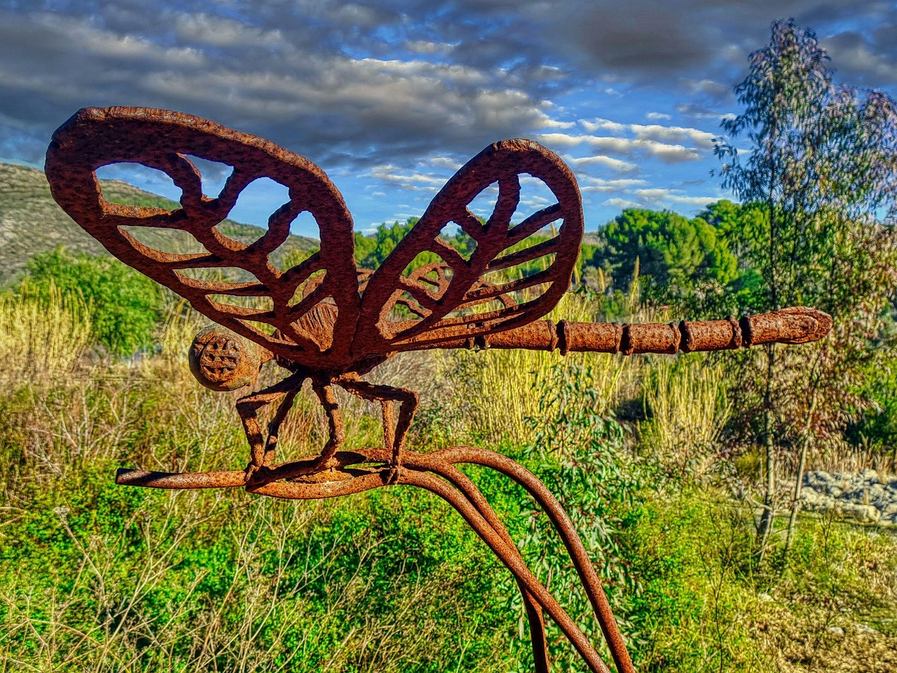Dragonfly Insect Nature - Free photo on Pixabay